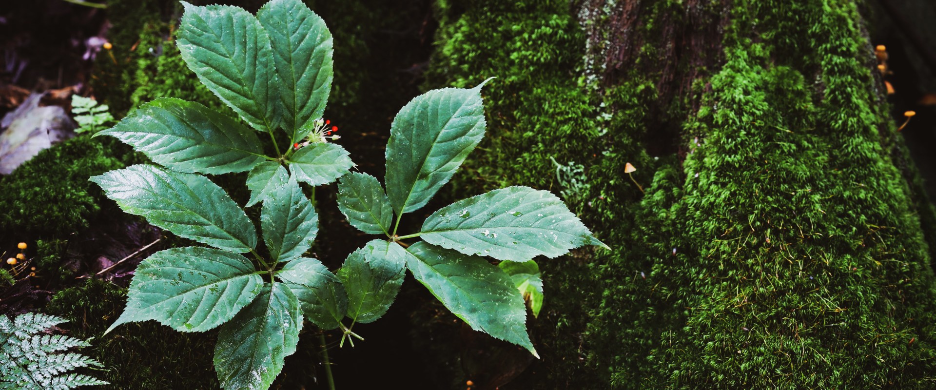 The Fascinating World of American Ginseng: Distribution and Habitat