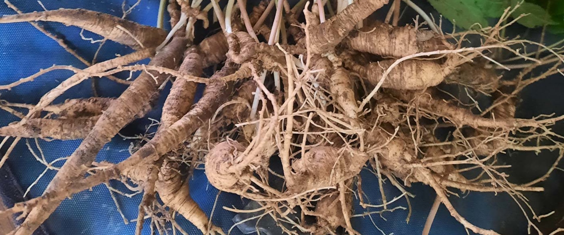 The Power of American Ginseng: Exploring its Edible Parts and Health ...